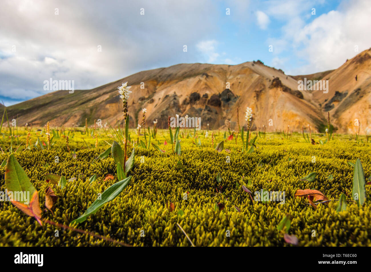 Iceland flowers hi-res stock photography and images - Alamy