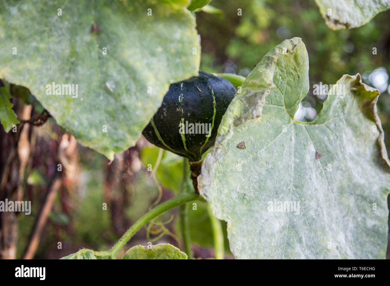 Close view of a dark green buttercup squash that has crept its way from ...