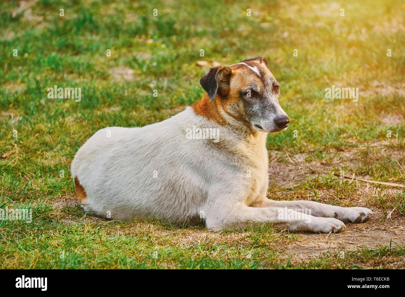 Street Dog on the Ground Stock Photo - Alamy