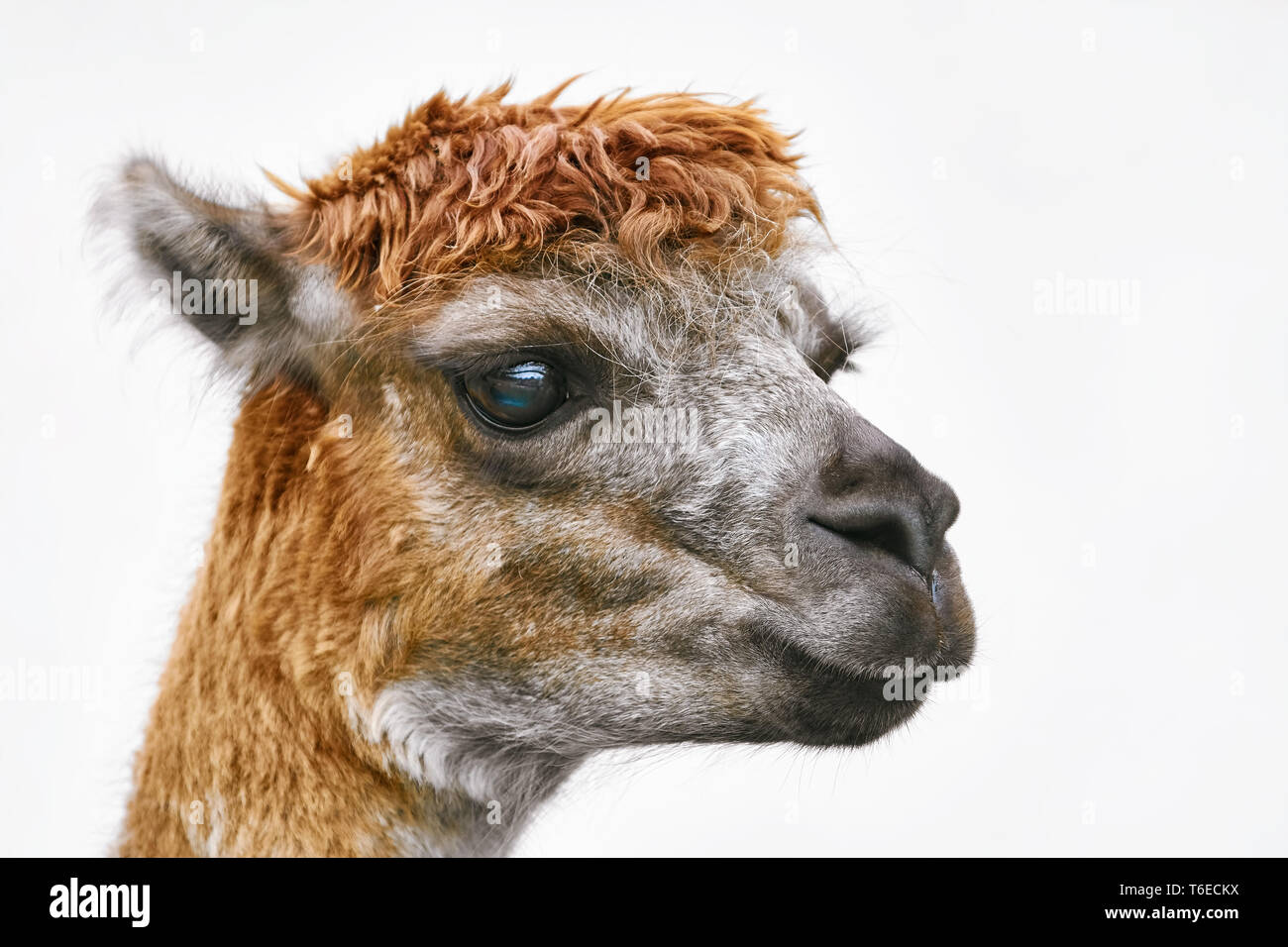 Alpaca pack hi-res stock photography and images - Alamy