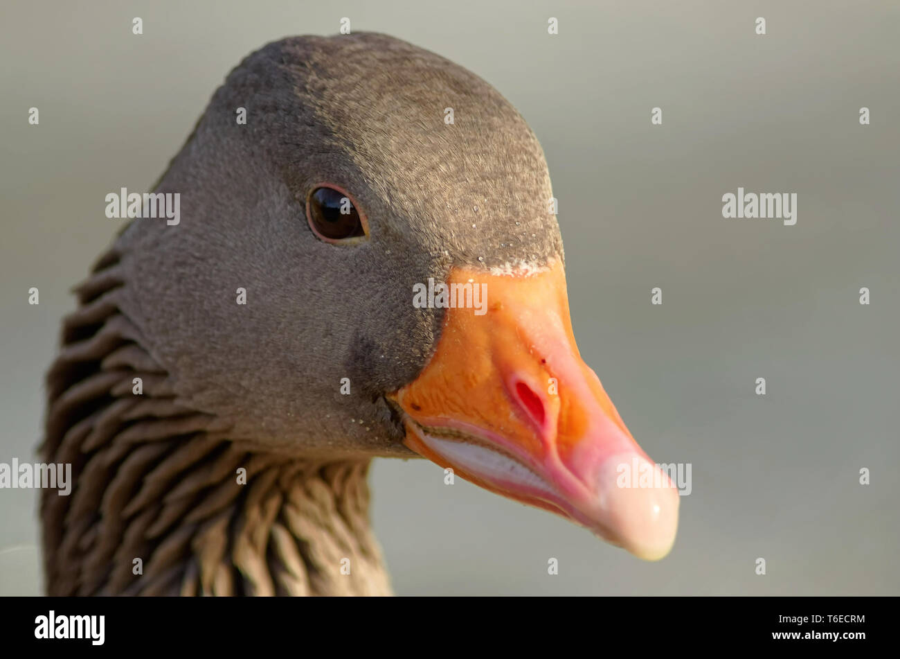 grey goose portrait Stock Photo - Alamy