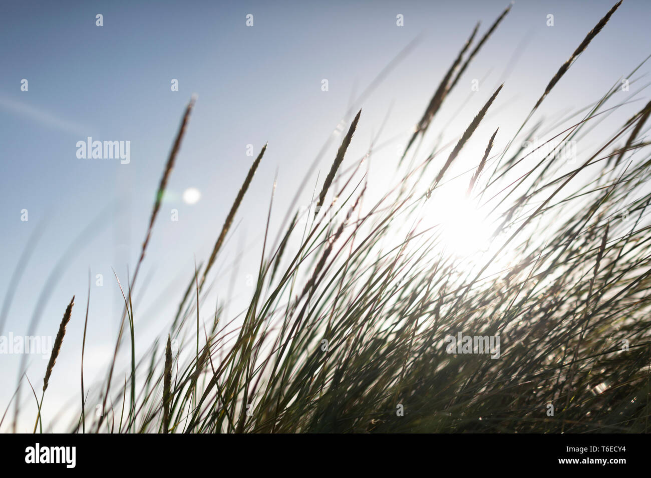 Maram hi-res stock photography and images - Alamy