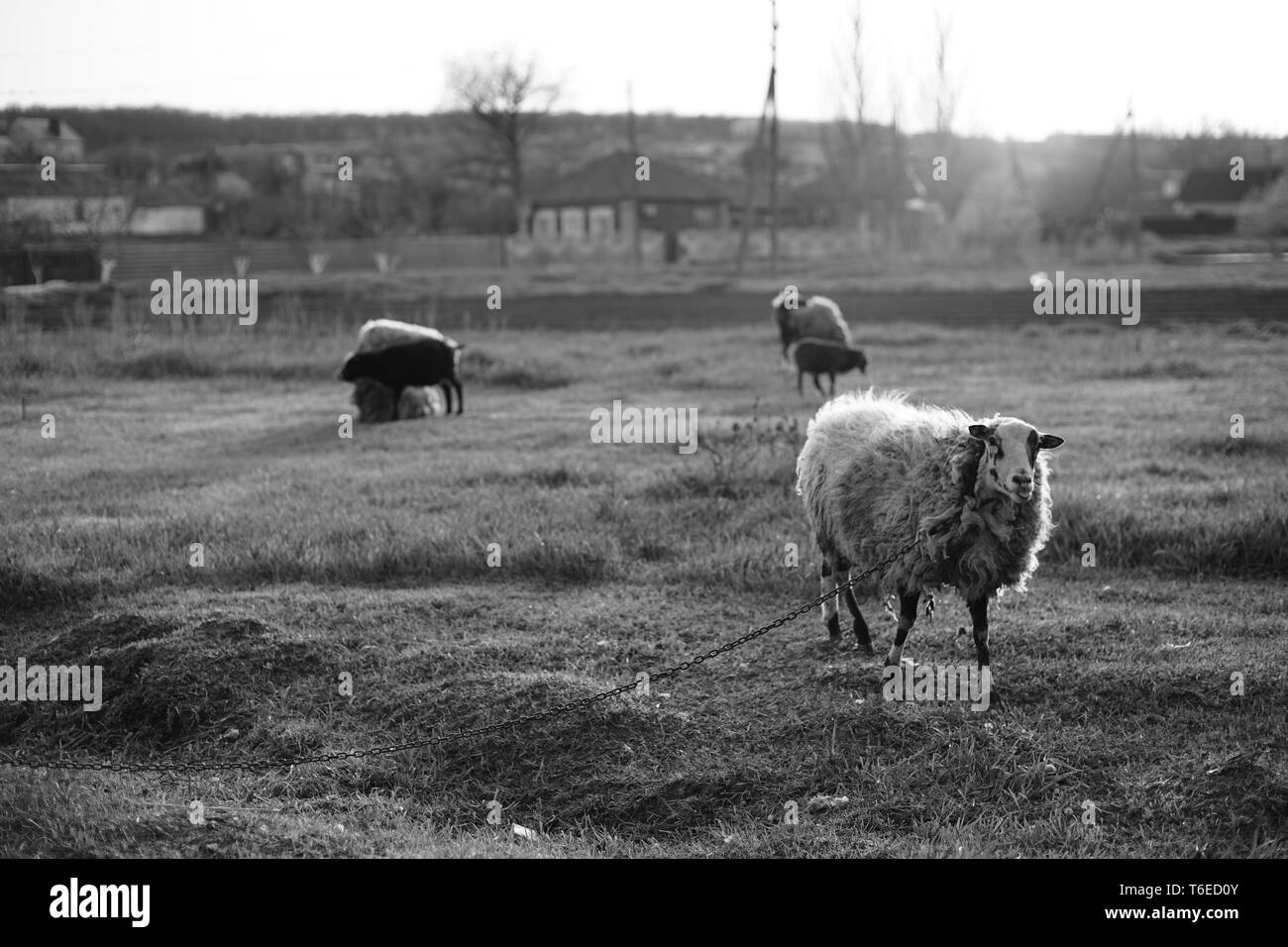 Gray black sheep Black and White Stock Photos & Images - Alamy