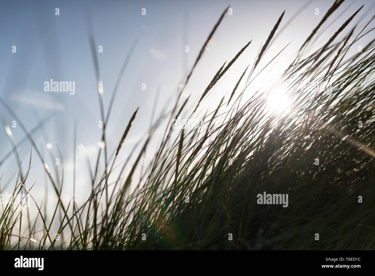 Maram hi-res stock photography and images - Alamy