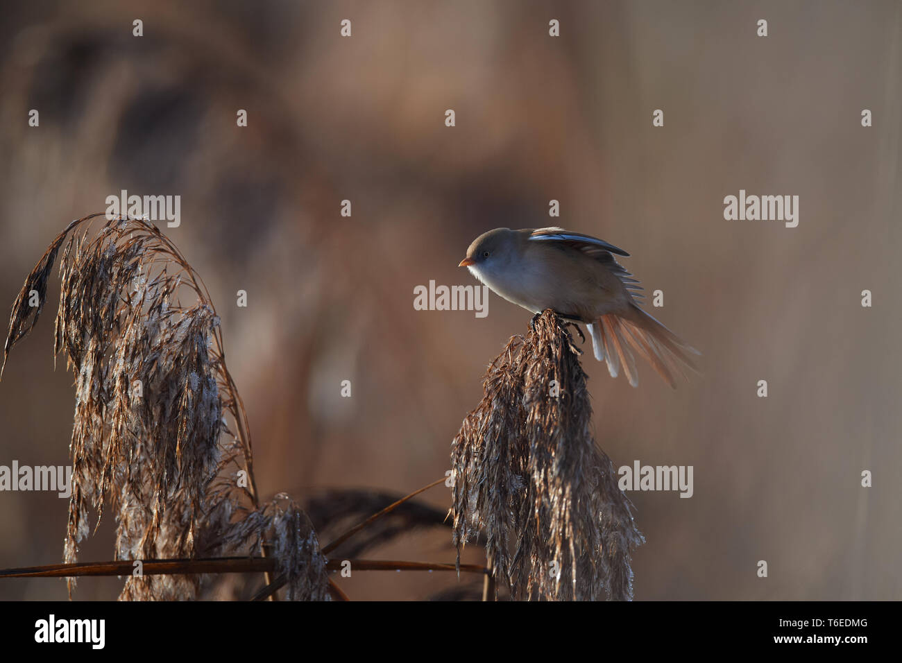 Bearded Reedling, Panurus biarmicus Stock Photo - Alamy