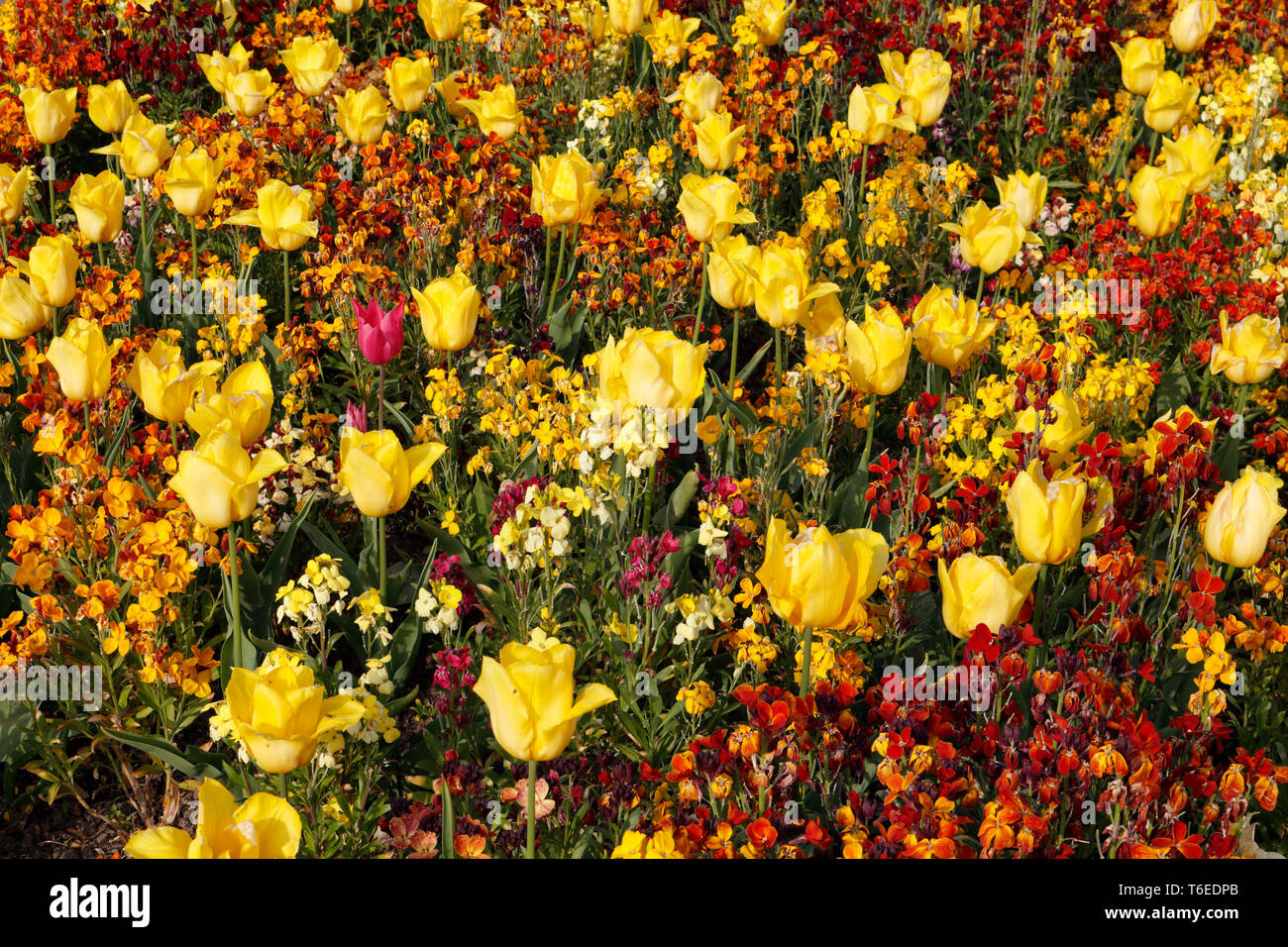 Spring flowers in bloom in park English cottage garden yellow Tulips ...