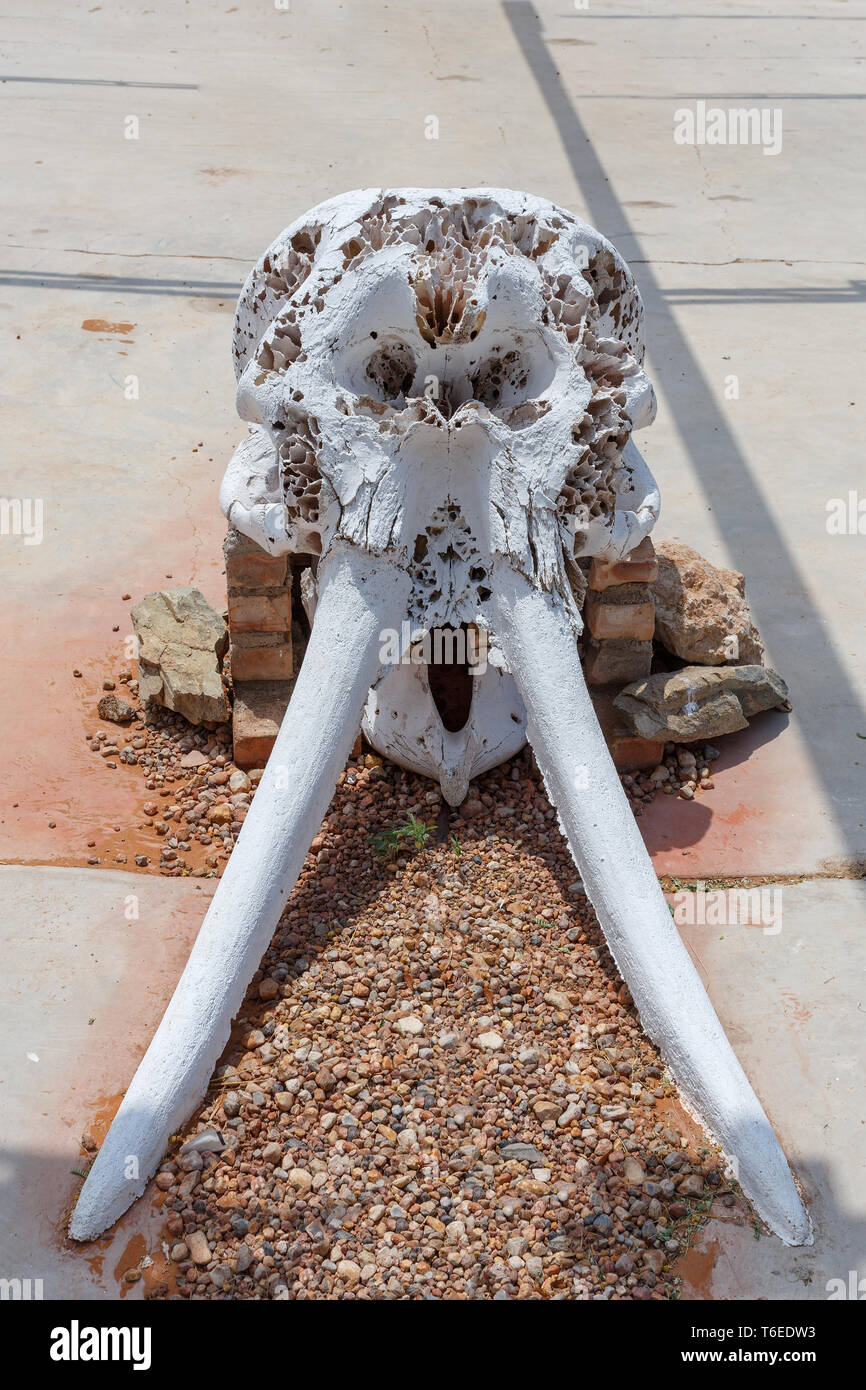 dried elephant skull Stock Photo - Alamy