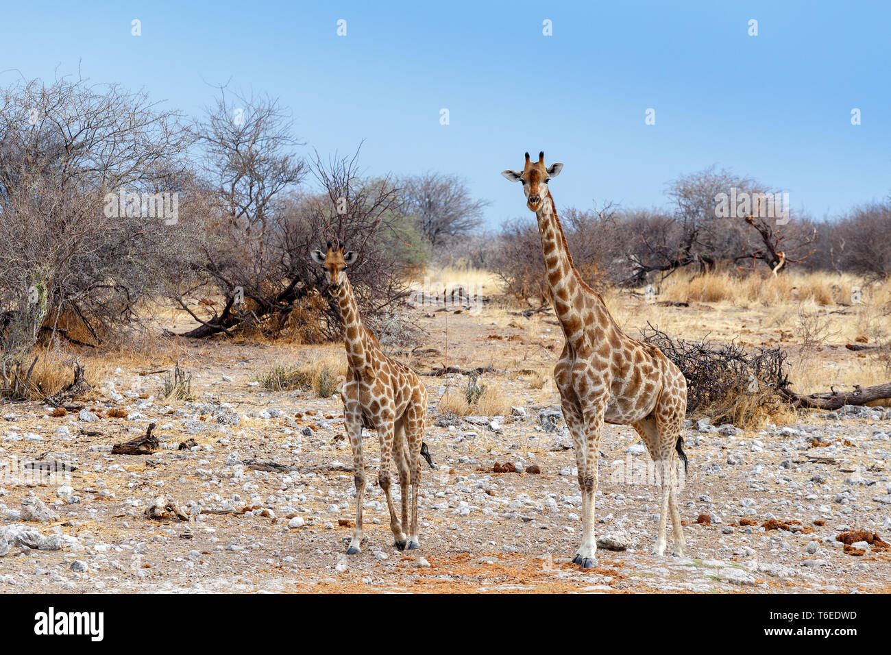 Giraffe near river hi-res stock photography and images - Alamy