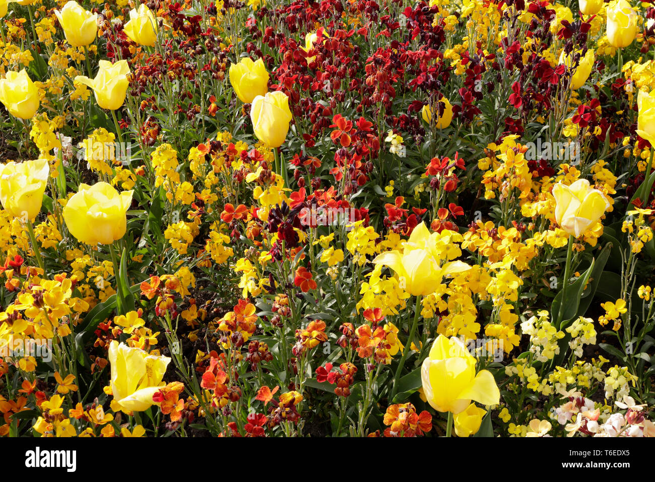 Beautiful spring flower display hi-res stock photography and images - Alamy