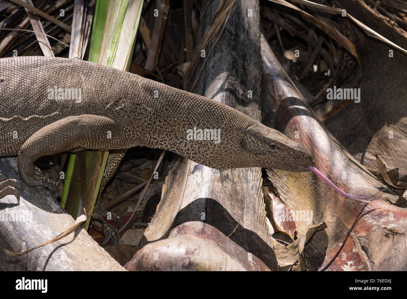 Monitor liza hi-res stock photography and images - Alamy