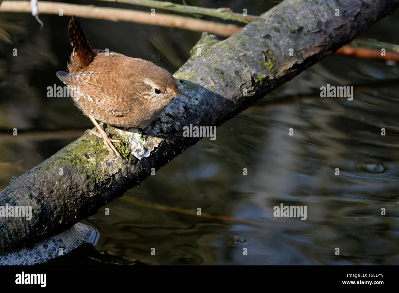 Wren feeding insect hi-res stock photography and images - Alamy