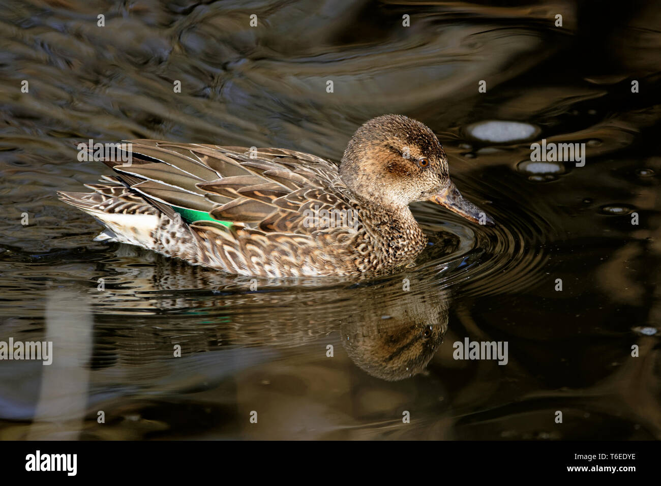 Female Teal Plumage High Resolution Stock Photography and Images - Alamy