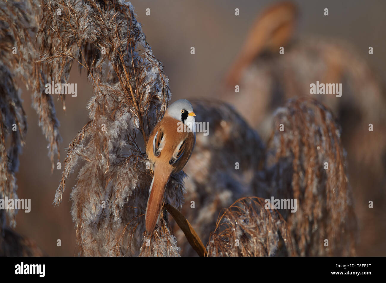 Bearded Reedling, Panurus biarmicus Stock Photo - Alamy