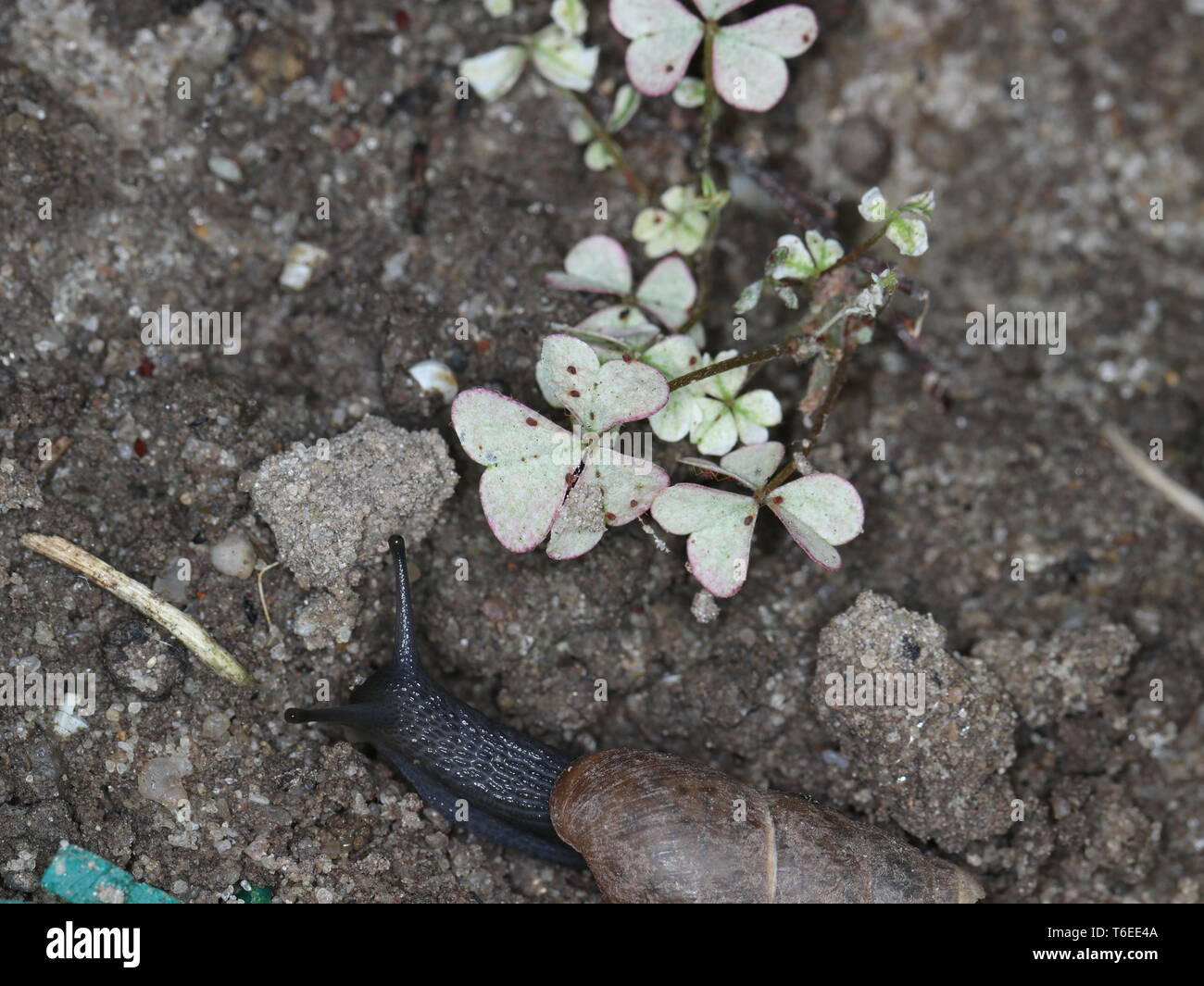 Moving snail on soil Stock Photo - Alamy