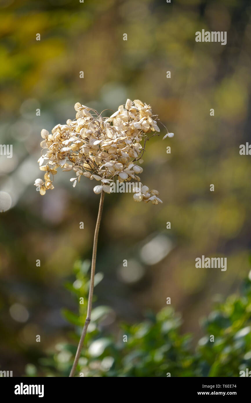 Transience hi-res stock photography and images - Alamy