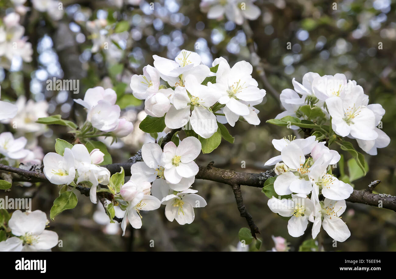 Apple tree flowering hi-res stock photography and images - Alamy