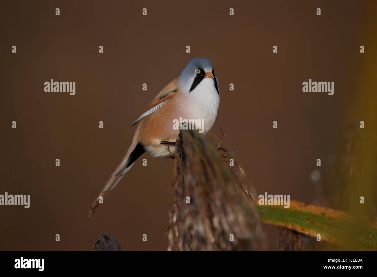 Bearded Reedling, Panurus biarmicus Stock Photo - Alamy