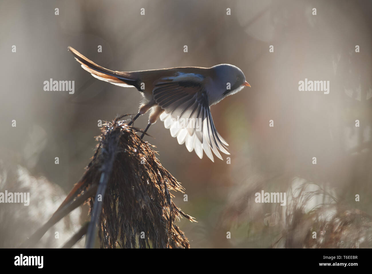 Bearded Reedling, Panurus biarmicus Stock Photo - Alamy