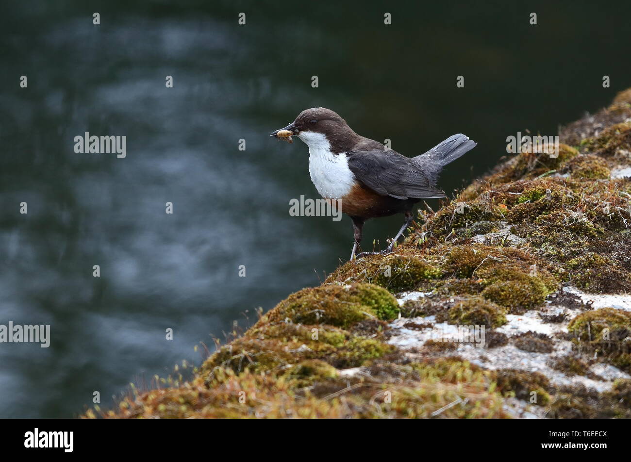 Adult Dipper feeding young Stock Photo - Alamy