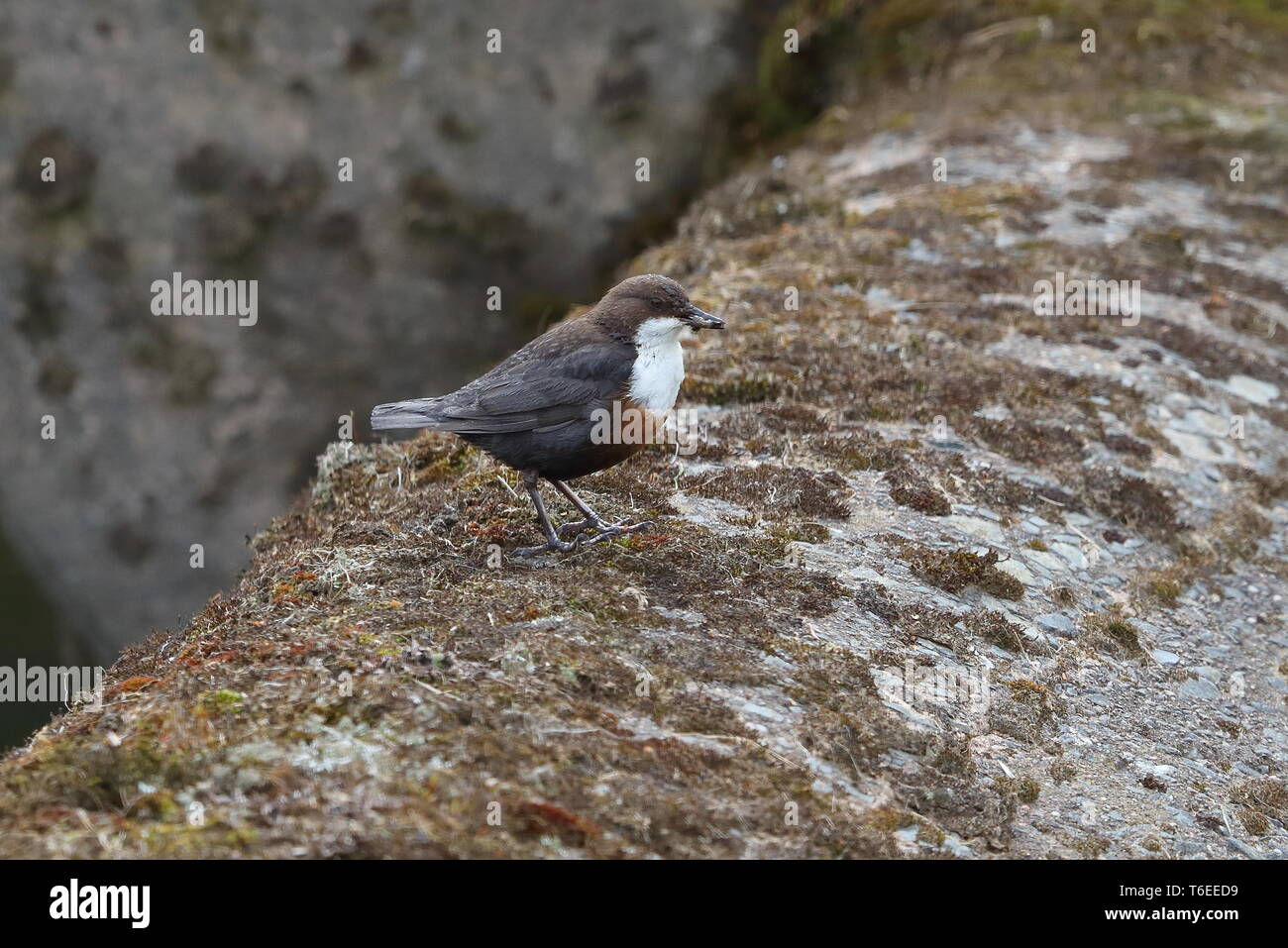 Adult Dipper feeding young Stock Photo - Alamy