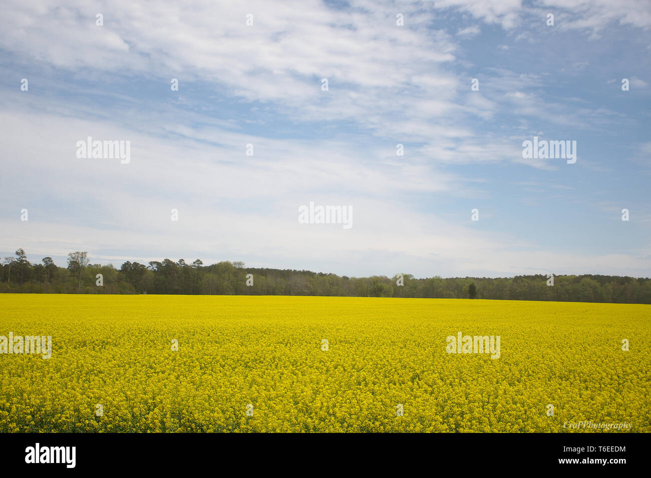 Yellow field of canola crops Stock Photo - Alamy