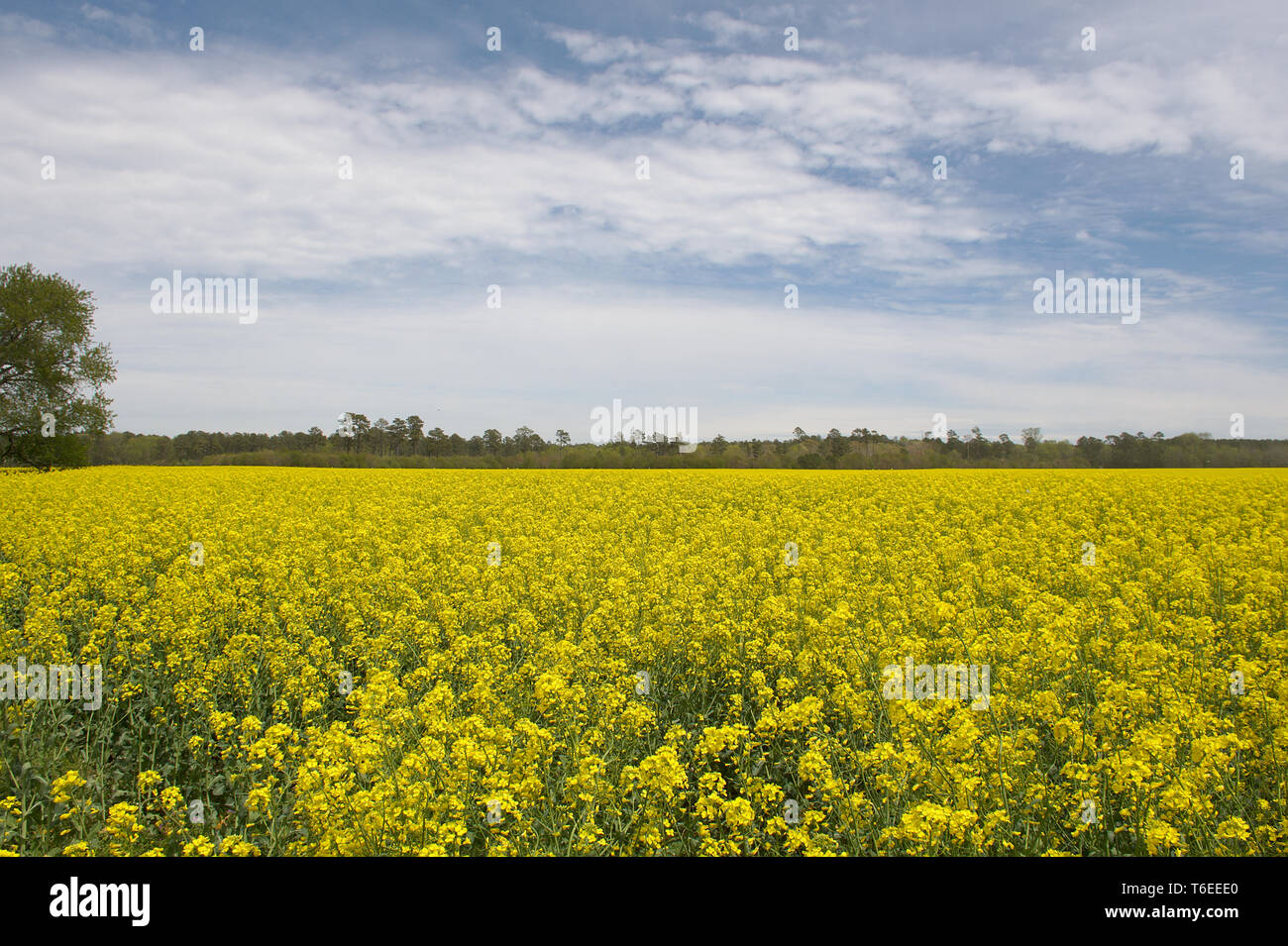 Canola crops blooming hi-res stock photography and images - Alamy