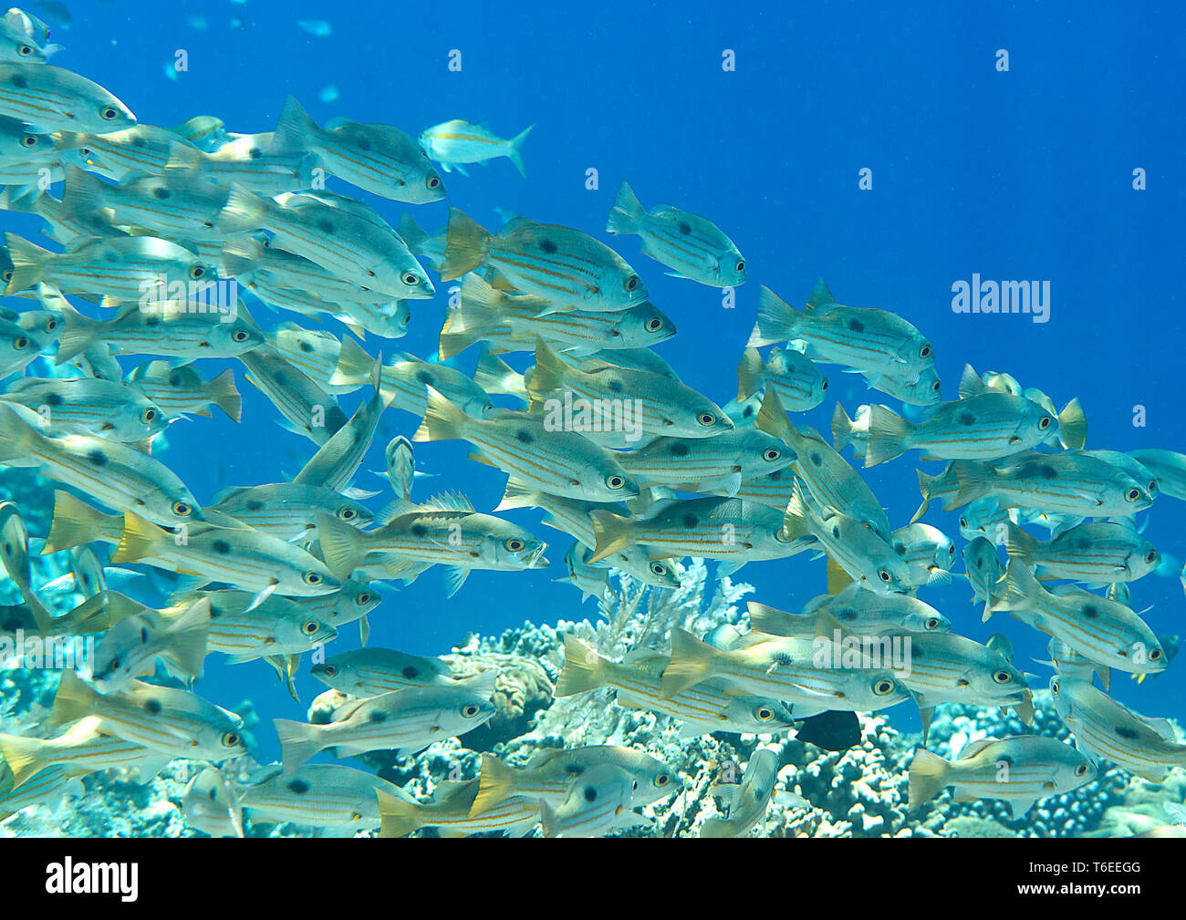 School of bluestripe snapper fish, bluestripe sea perch or blue-line ...