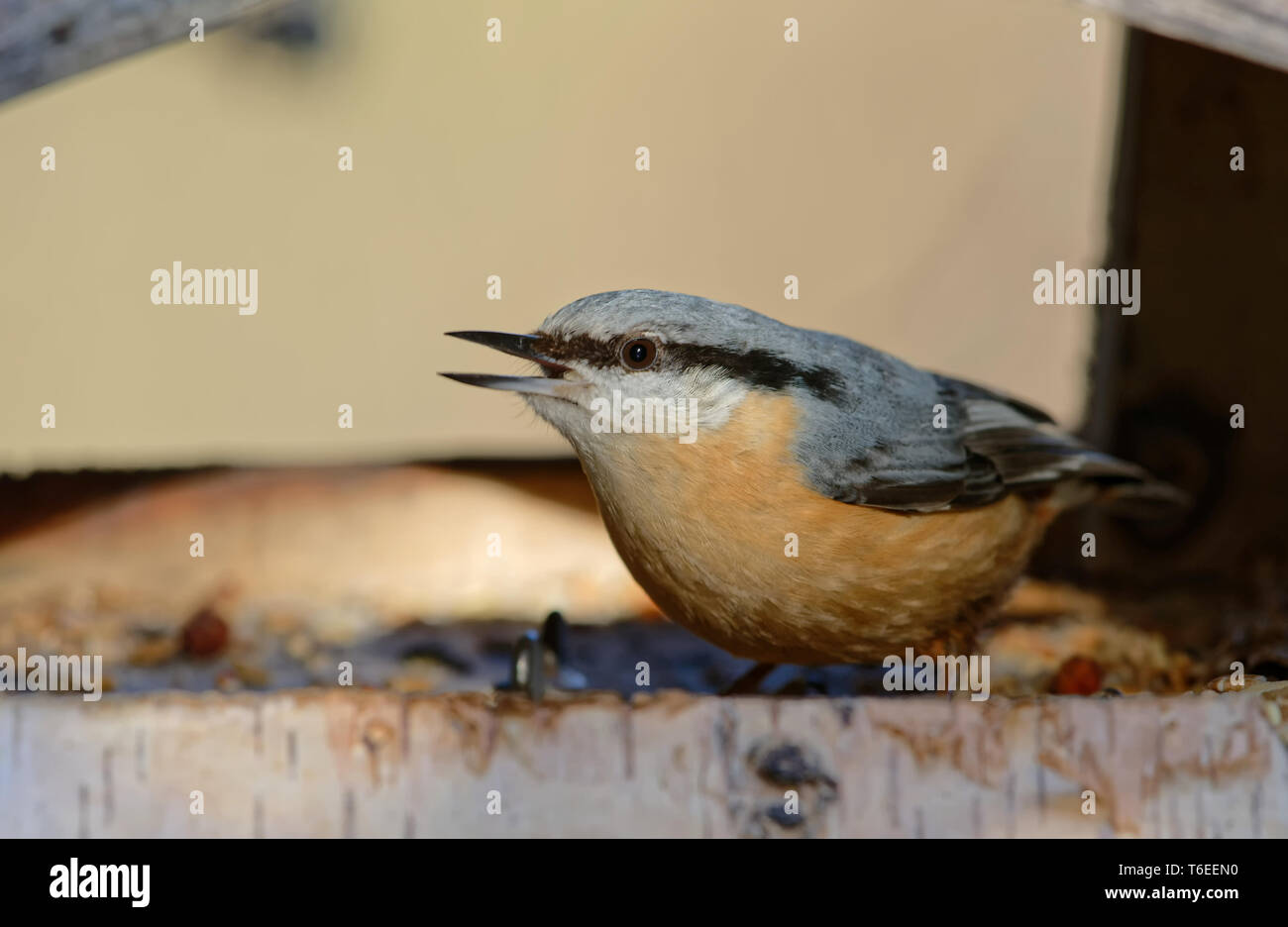 nuthatch in the bird house Stock Photo - Alamy