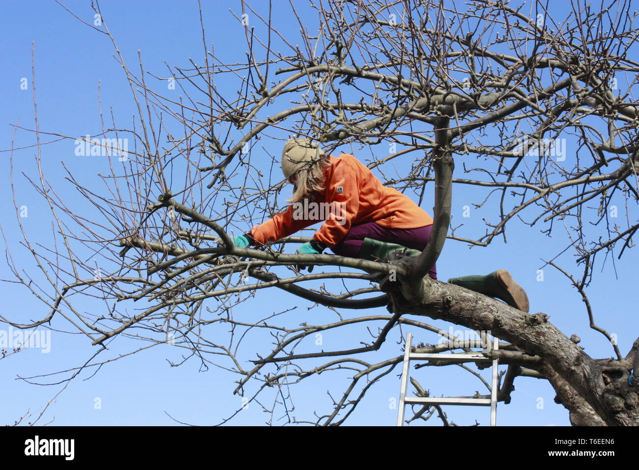 Pruning garden ladder hi-res stock photography and images - Alamy