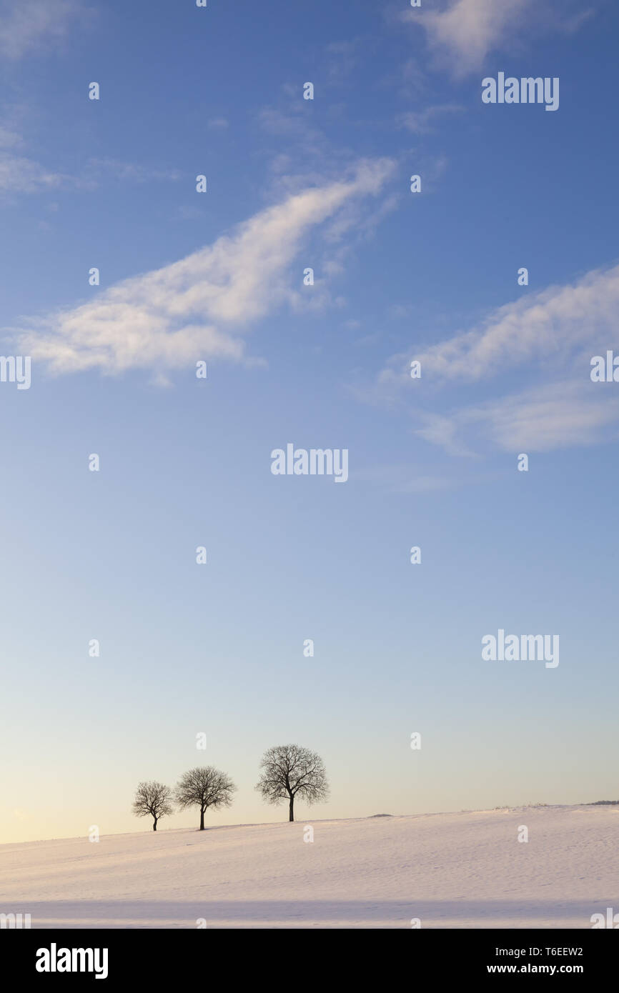 Three walnut trees in the snow Stock Photo - Alamy