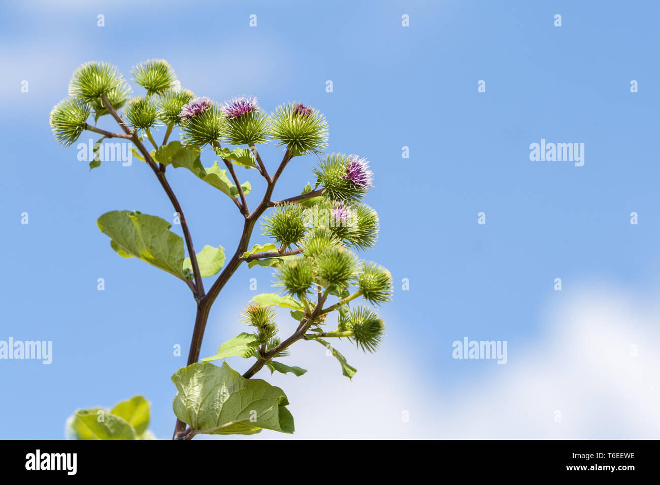 Great burdock (Arctium lappa Stock Photo - Alamy