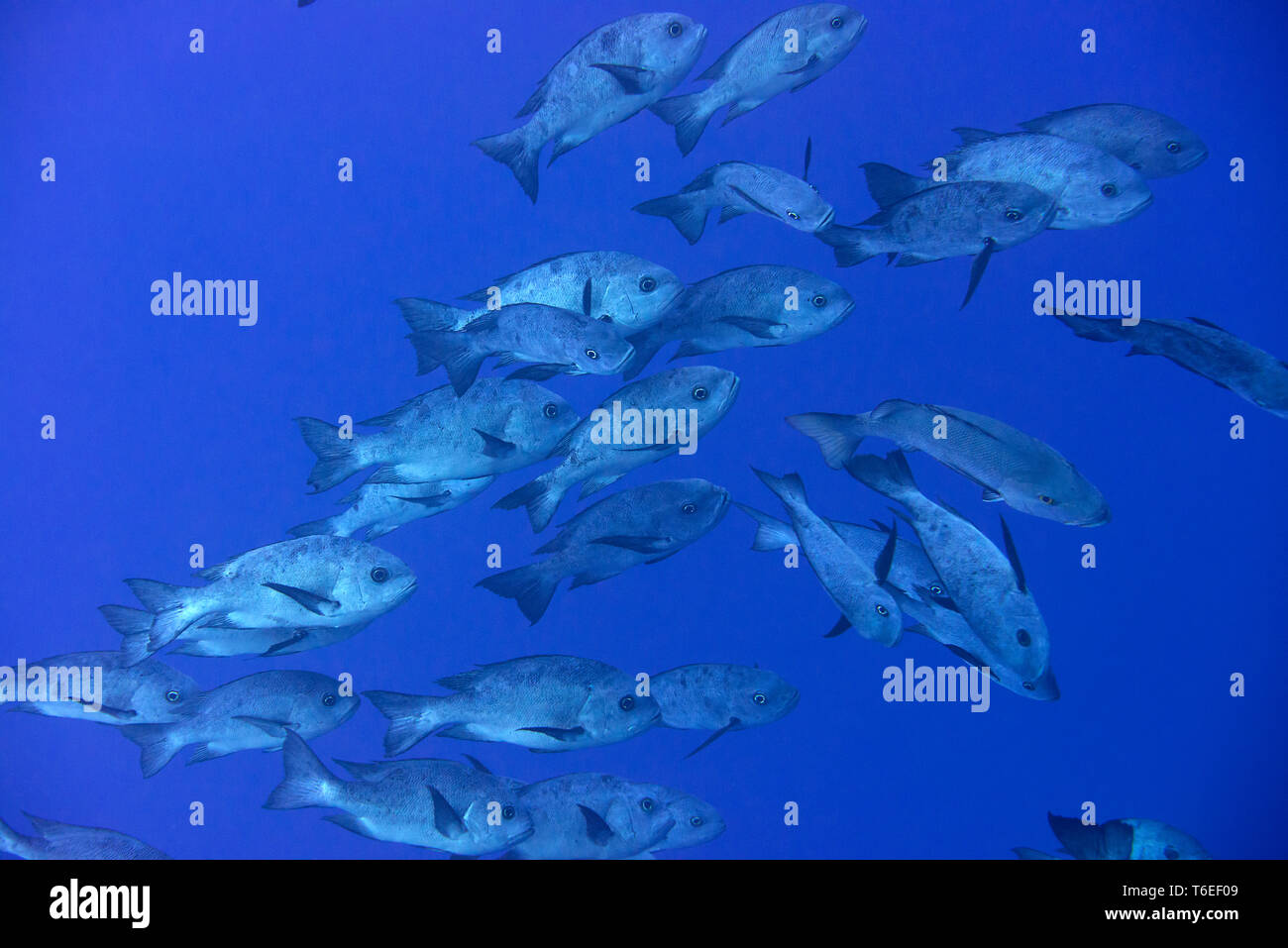 School of midnight snapper , macolor macularis Bali, Indonesia Stock ...