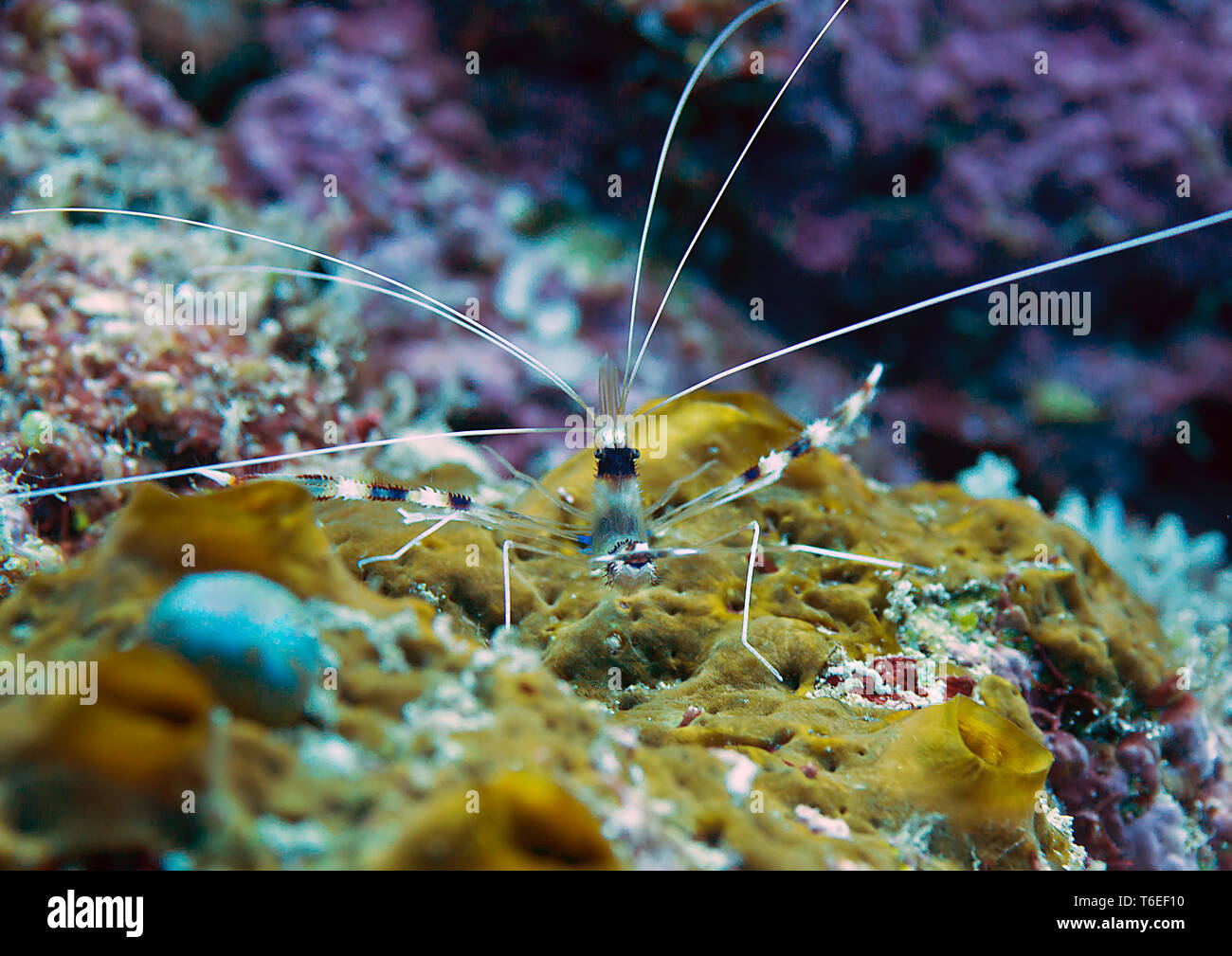 Banded cleaner shrimp ( Stenopus hispidus ) walking over corals of Bali ...