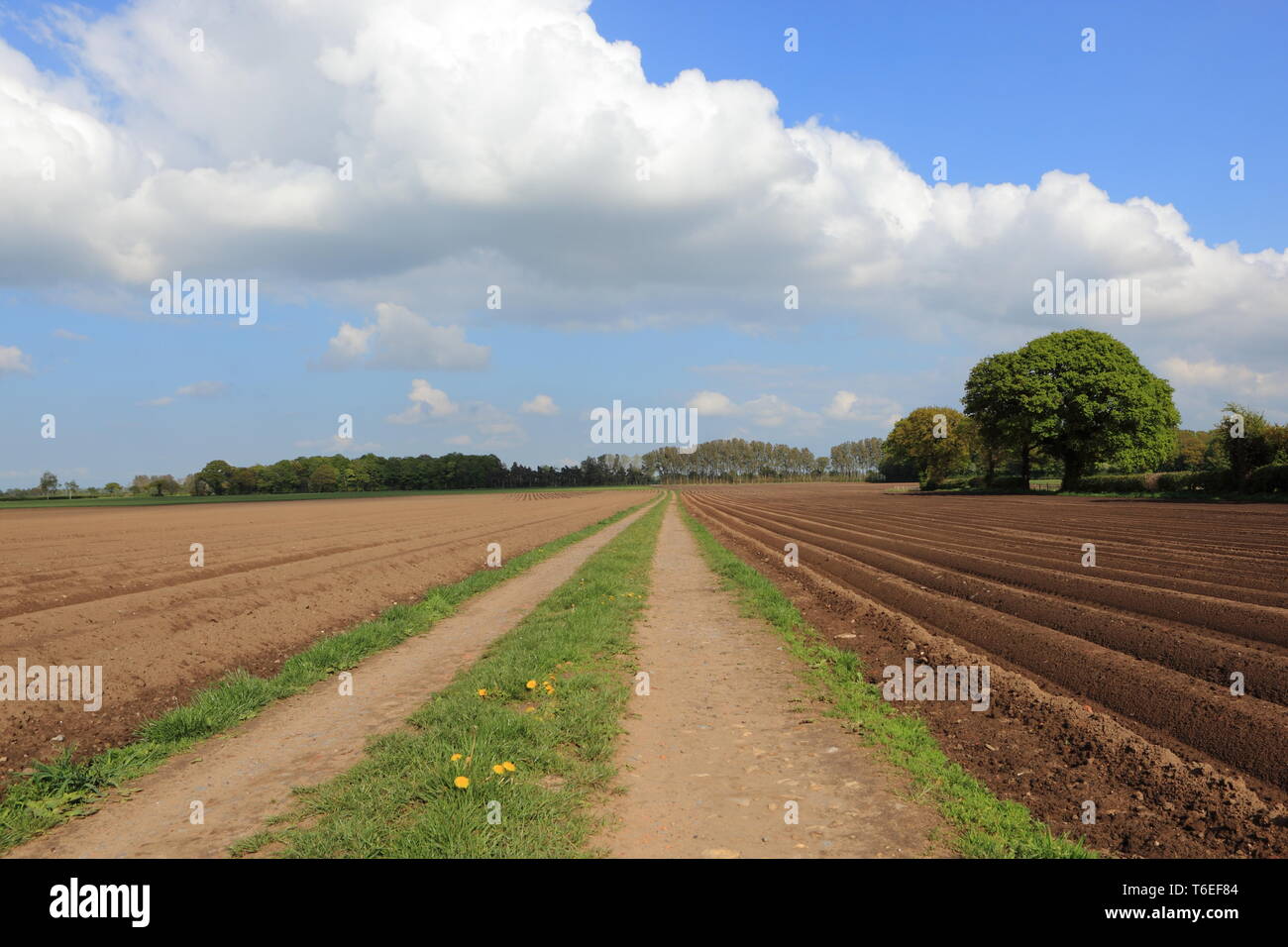 A farm track through fields of newly planted potatoes in a springtime ...