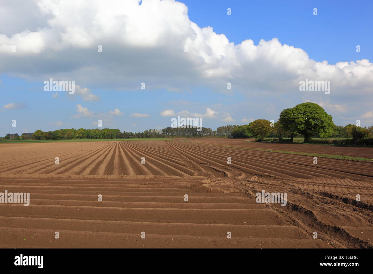 Patterns and textures of fresh plow soil in a field of newly planted ...