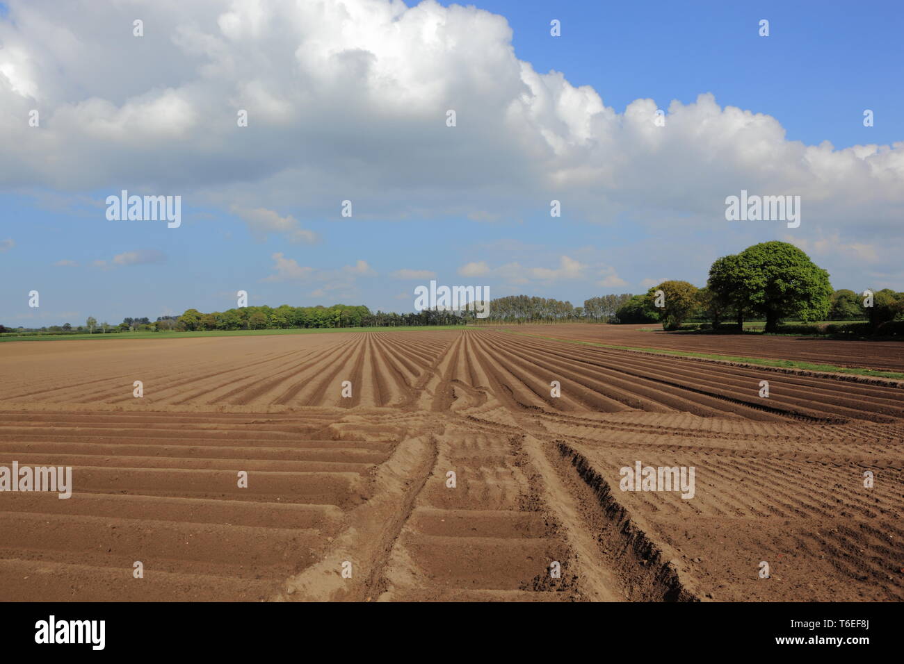 Patterns and textures of potato rows in a scenic farmland landscape ...