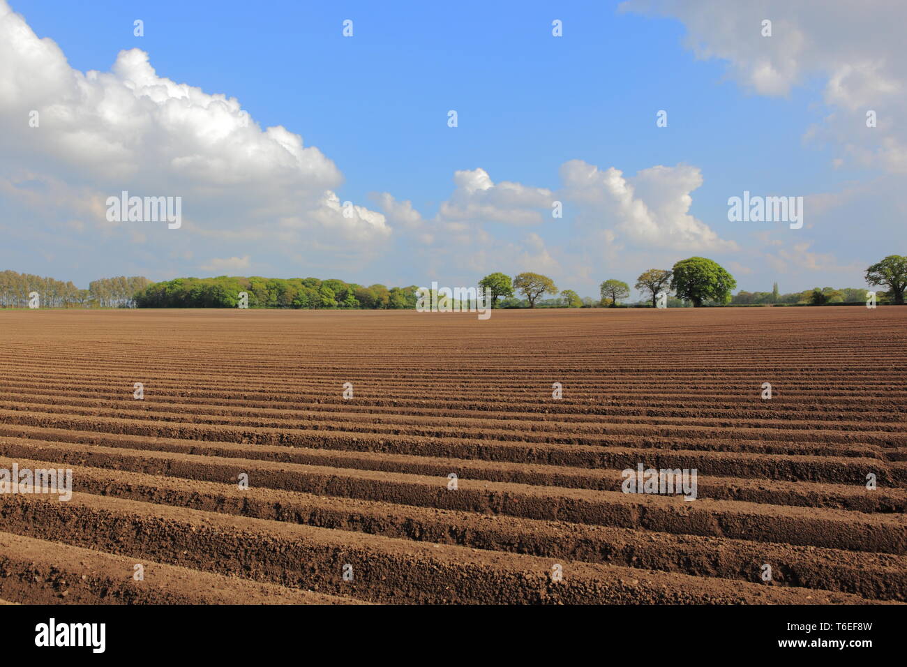 Patterns and texture of potato rows in a scenic landscape in springtime ...