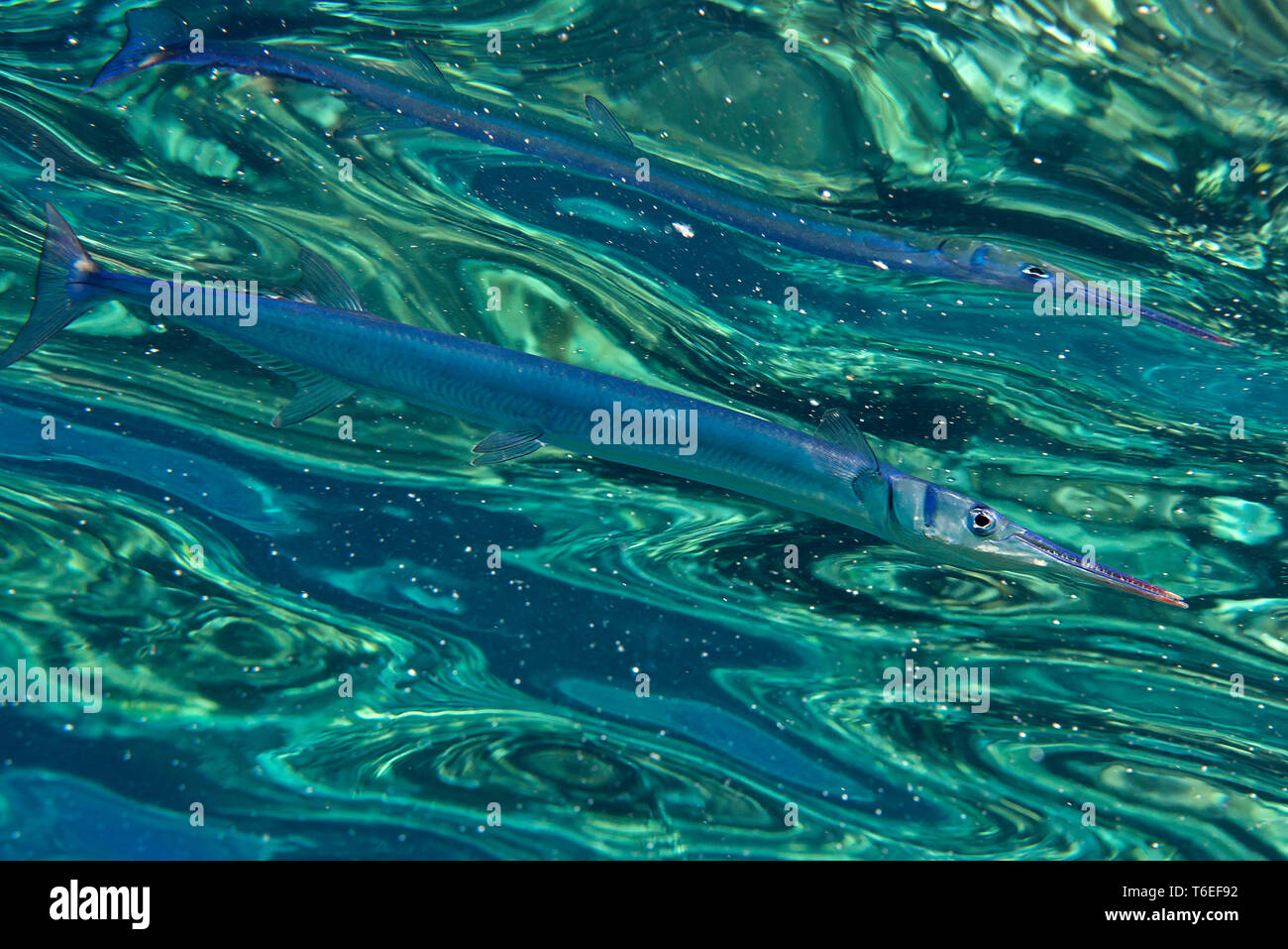 Needlefish hi-res stock photography and images - Alamy