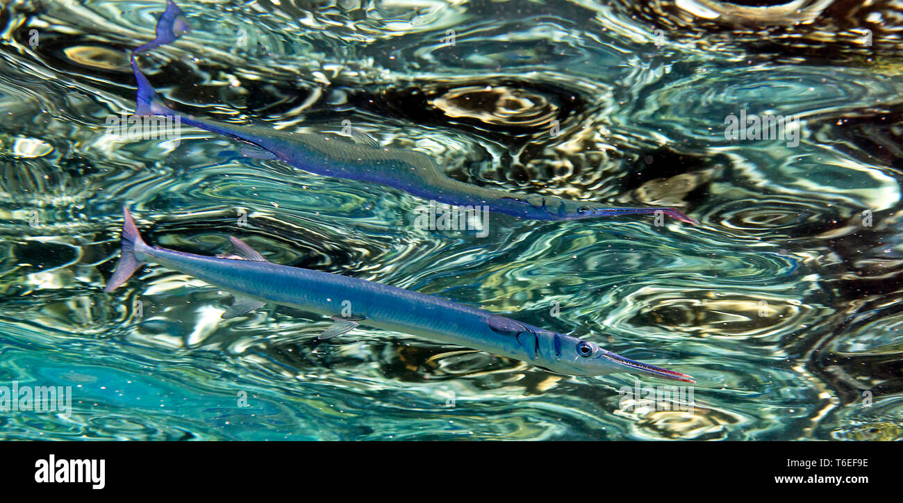 Houndfish under the water surface with reflections, Bali , Indonesia ...