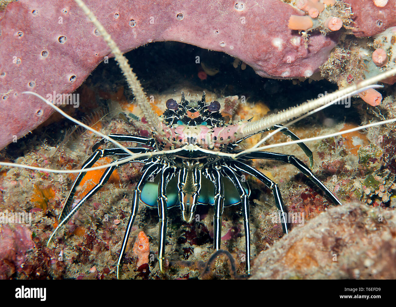 Painted crayfish hi-res stock photography and images - Alamy