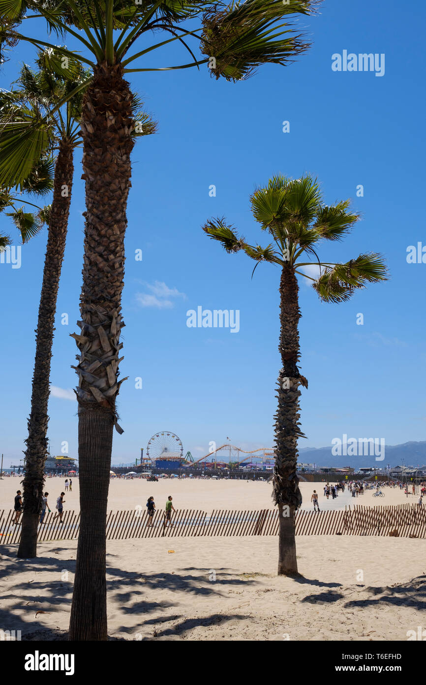 Palm trees on Santa Monica Beach in Los Angeles, California, USA Stock ...