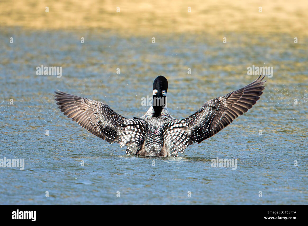 A common loon's backside with flapping wings on Fernan Lake in North ...