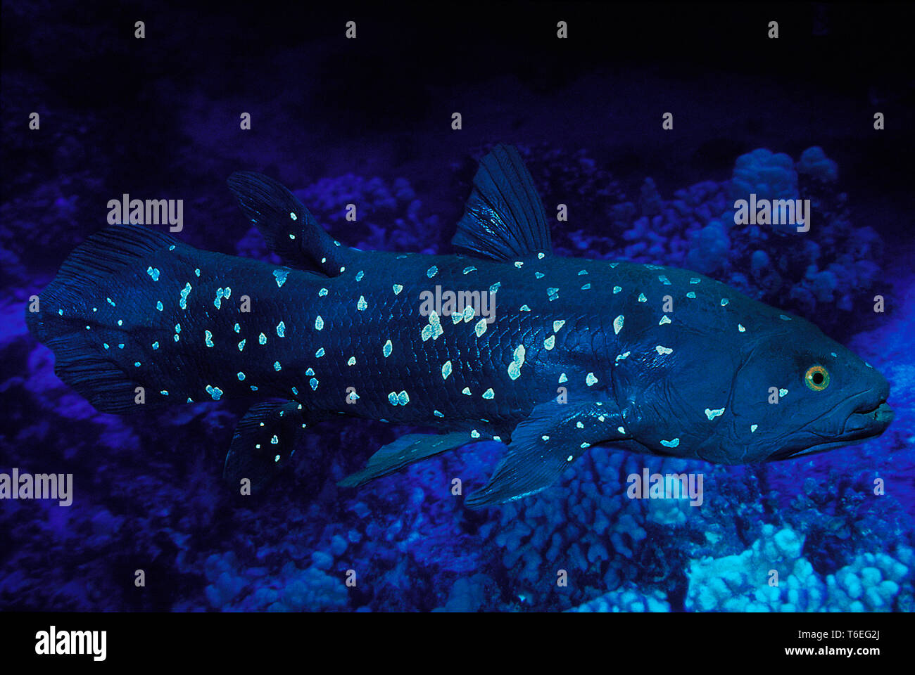 Prehistoric coelacanth fish hi-res stock photography and images - Alamy