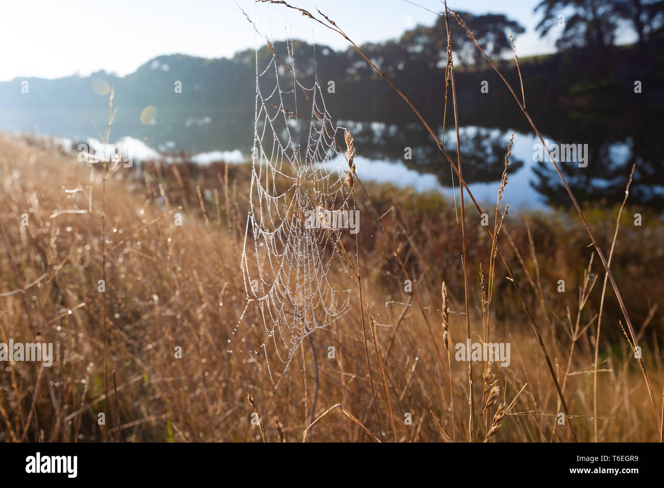 Spider web with dew drops glowing in rising sun Stock Photo - Alamy