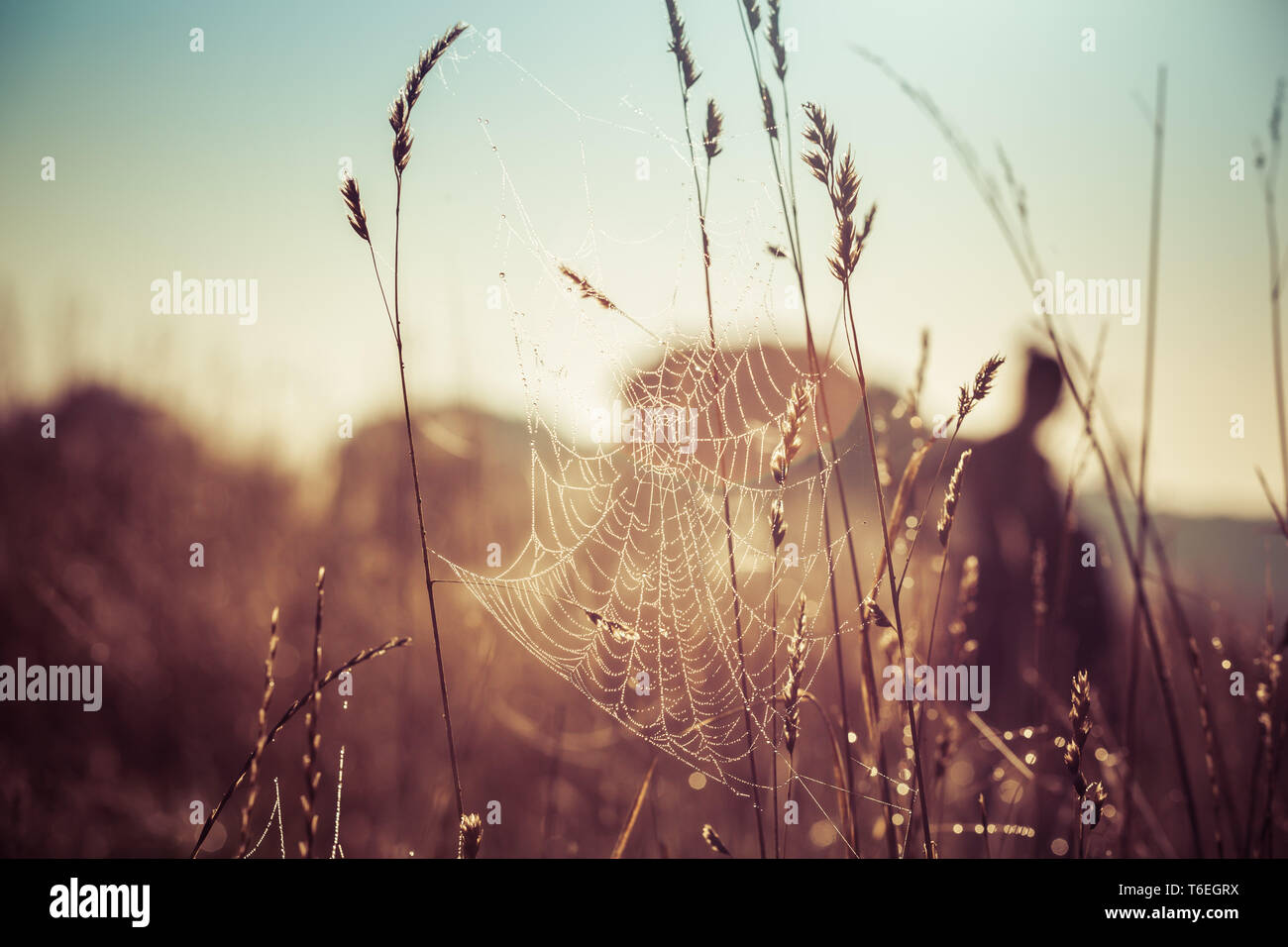 Cobweb Hanging High Resolution Stock Photography and Images - Alamy