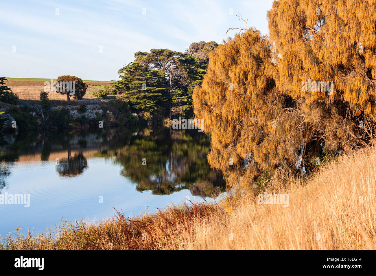 Tree over water hi-res stock photography and images - Alamy