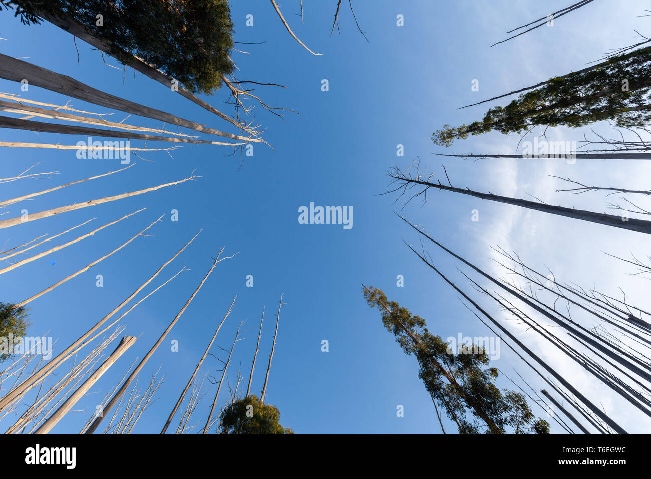 Looking up at the sky and tree tops Stock Photo - Alamy