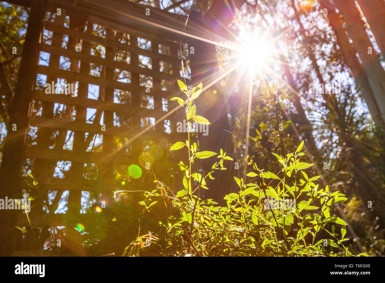 Sunlight with lens flare shining on green sprout - concept of clean ...