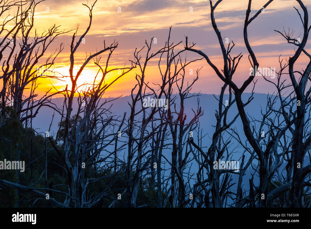 Bare tree trunks silhouettes against sunset Stock Photo - Alamy
