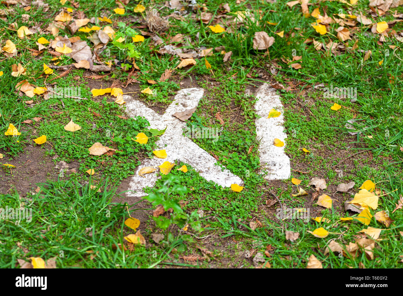 Roman numerals - number 11 painted with white paint on grass Stock ...